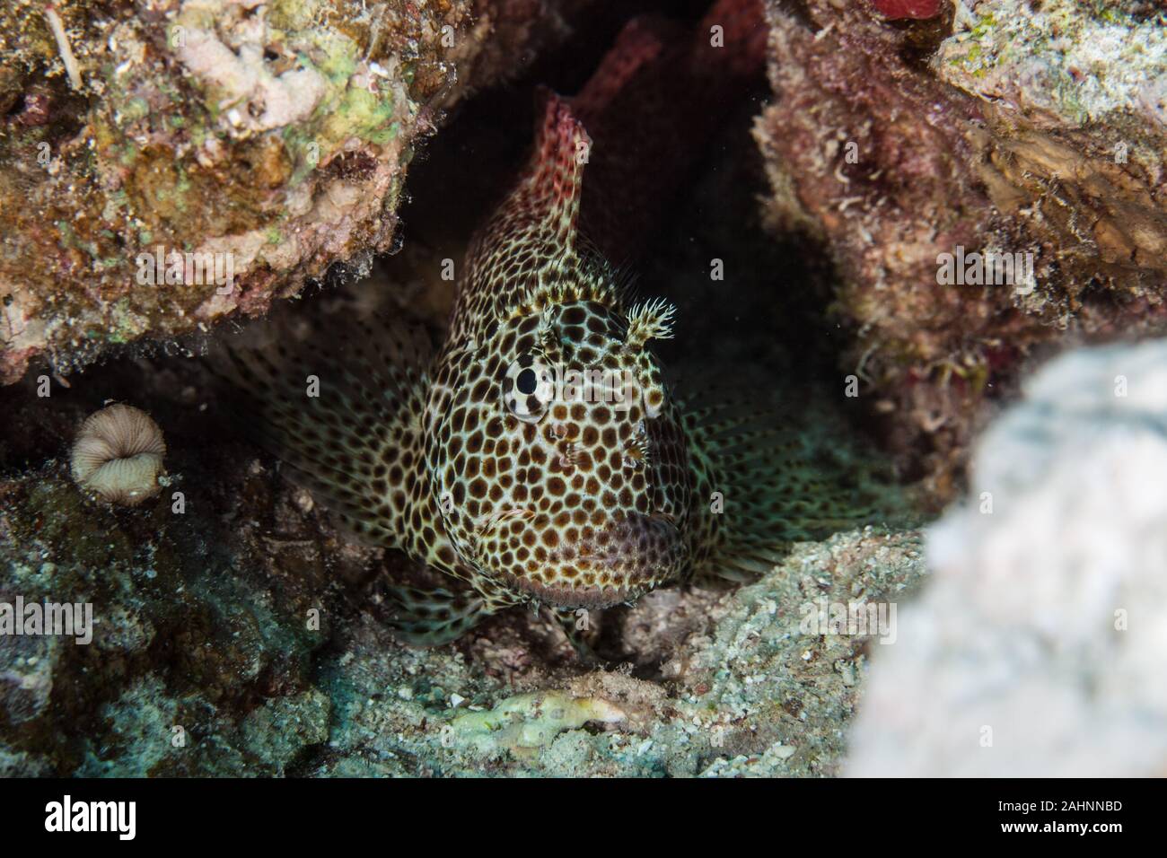 Leopard blenny hi-res stock photography and images - Alamy