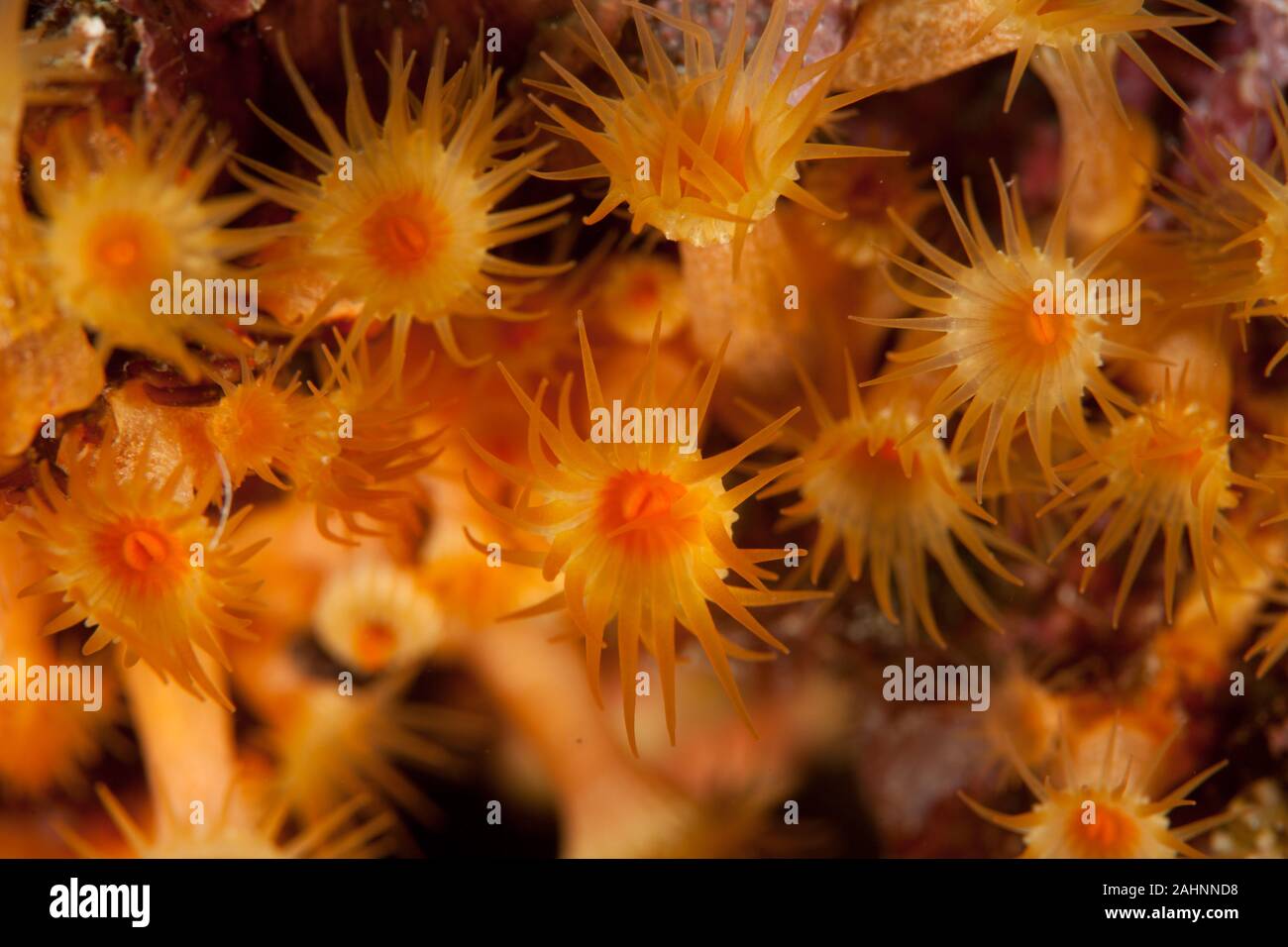 Closeup Coral Polyp Anemone Stock Photo - Alamy
