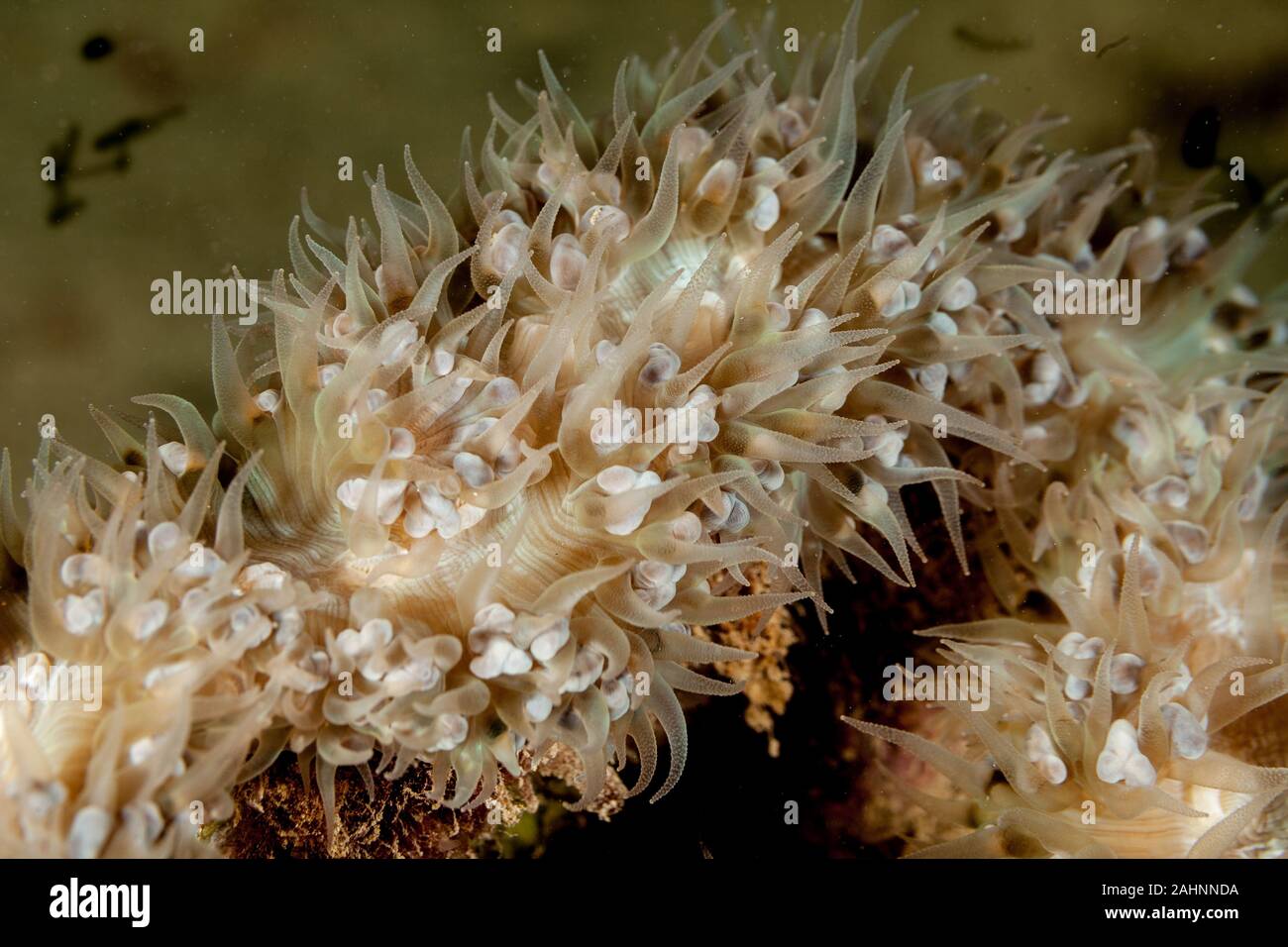 Coral Polyp Anemone Stock Photo - Alamy