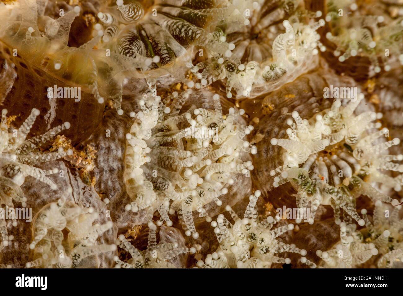 Closeup Coral Polyp Stock Photo - Alamy