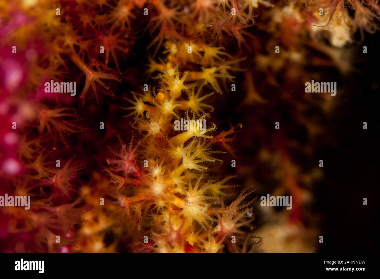 Closeup Gorgonia Soft Coral Stock Photo - Alamy