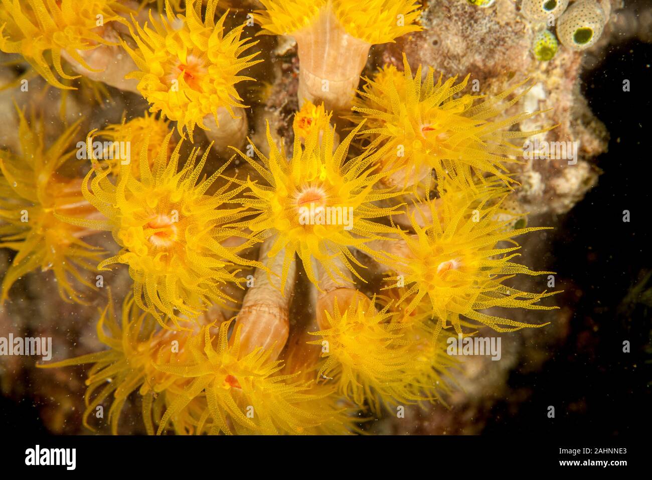 Closeup Coral Polyp Stock Photo - Alamy
