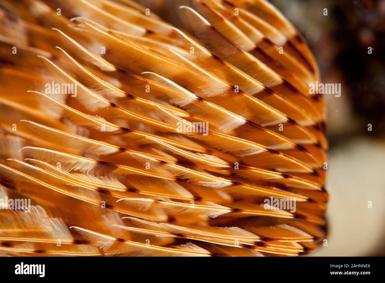 Twin fan worm hi-res stock photography and images - Alamy