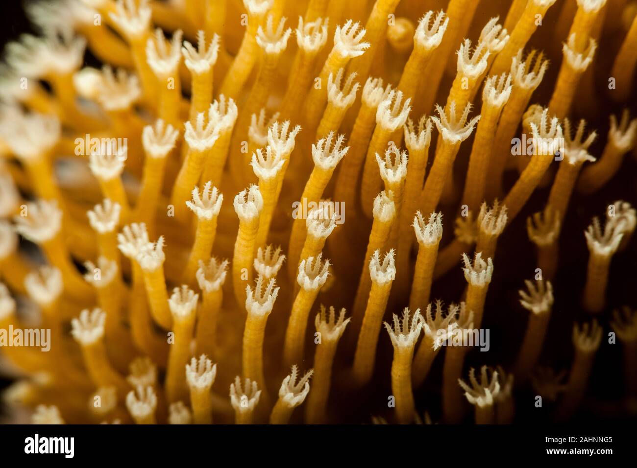 Coral reefs are built from stony corals, which in turn consist of ...
