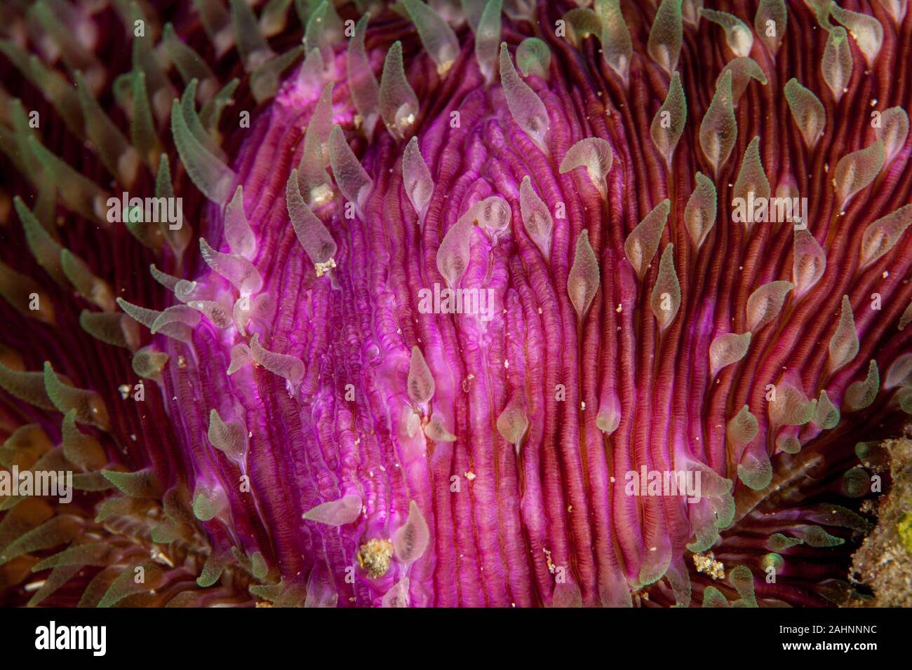 Coral reefs are built from stony corals, which in turn consist of ...