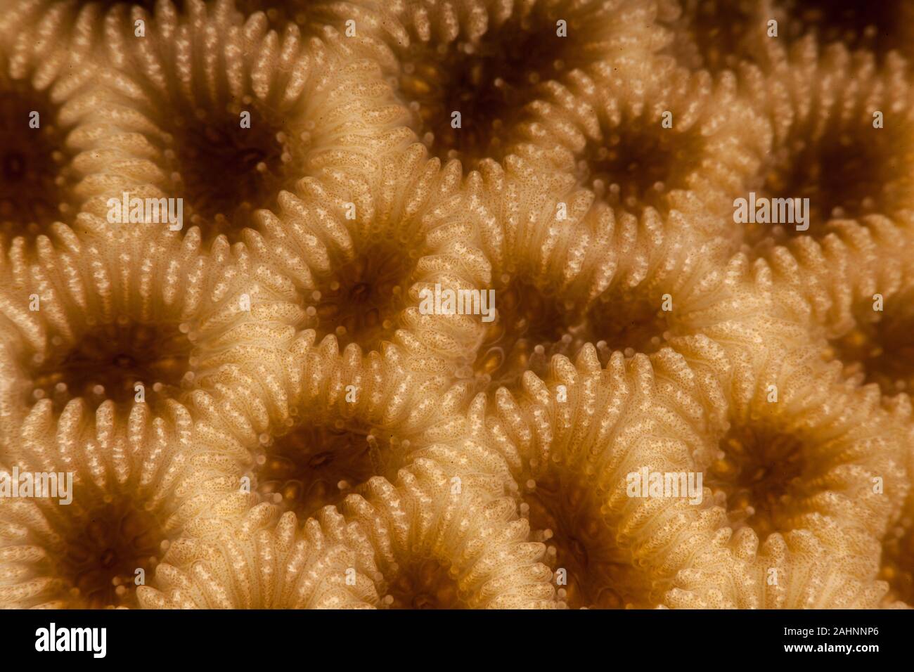 Coral reefs are built from stony corals, which in turn consist of ...