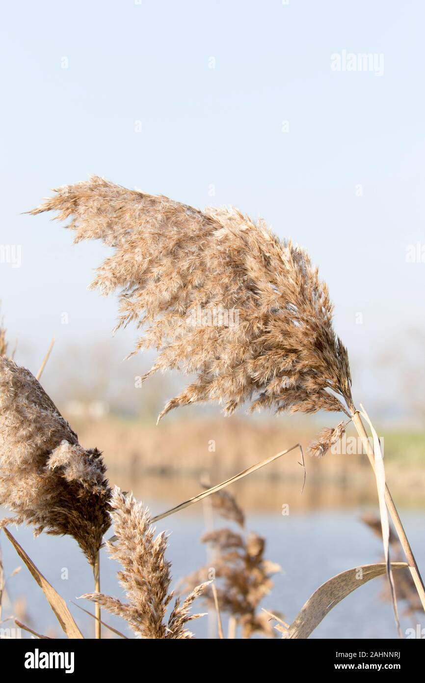 View of marsh reed in Comacchio valley, Italy Stock Photo - Alamy