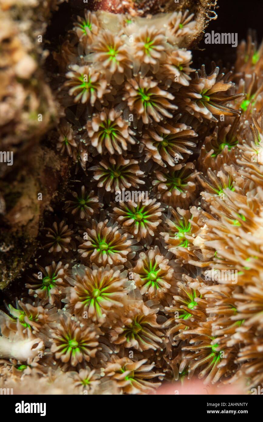 Coral reefs are built from stony corals, which in turn consist of ...