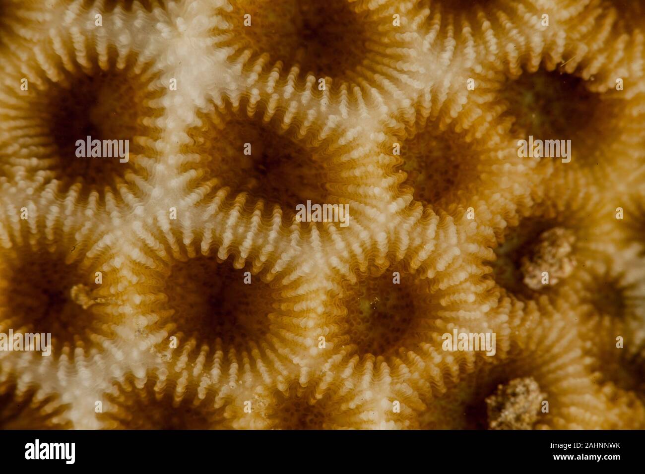 Coral reefs are built from stony corals, which in turn consist of ...