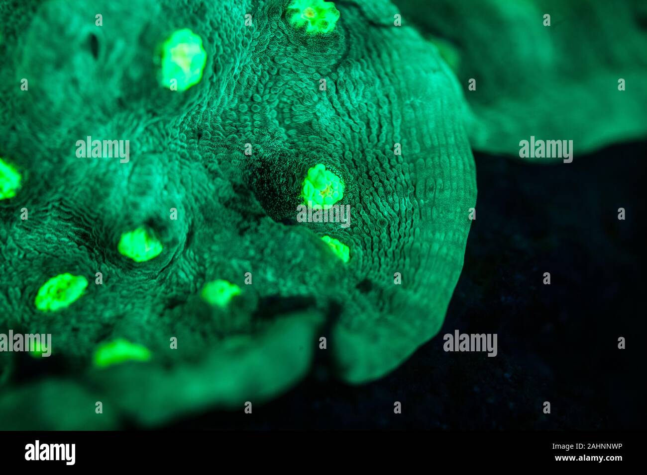 Fluorescence, Coral reefs are built from stony corals, which in turn ...