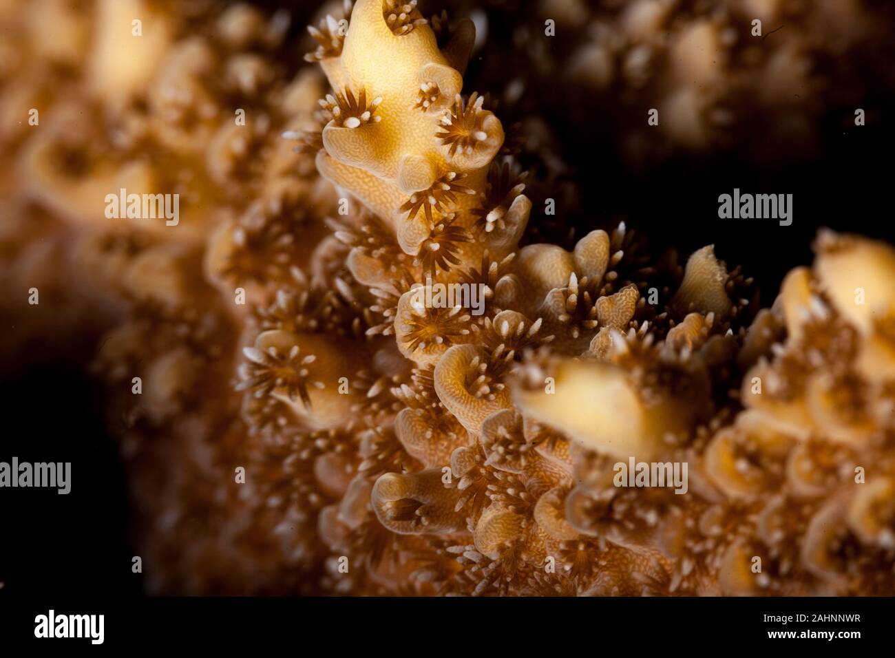 Coral reefs are built from stony corals, which in turn consist of ...
