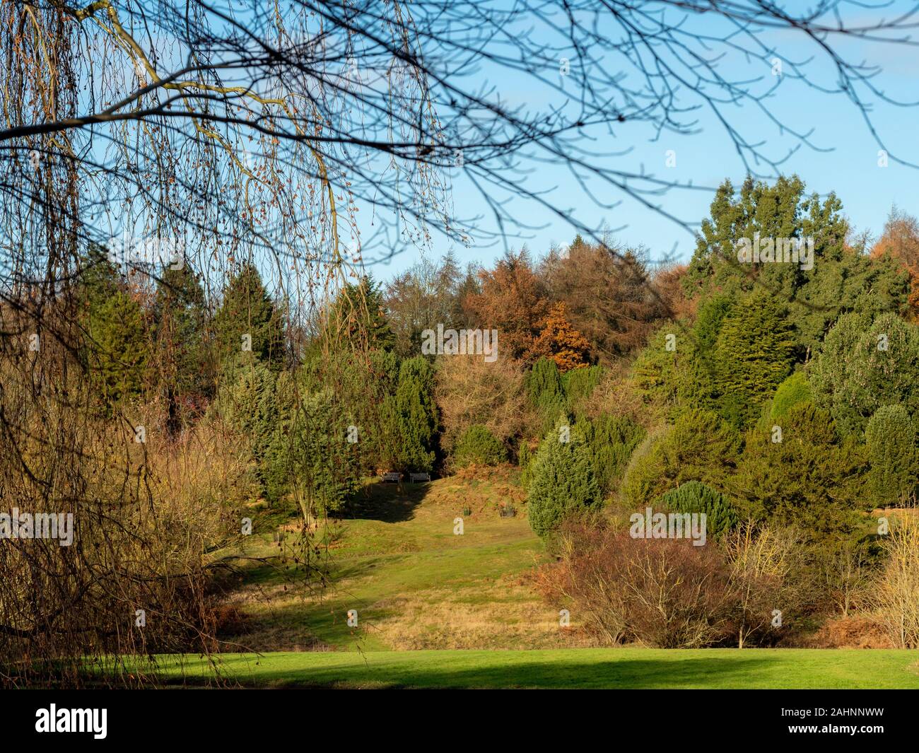 Trees on a hillside with beautiful green and brown autumn foliage and a ...