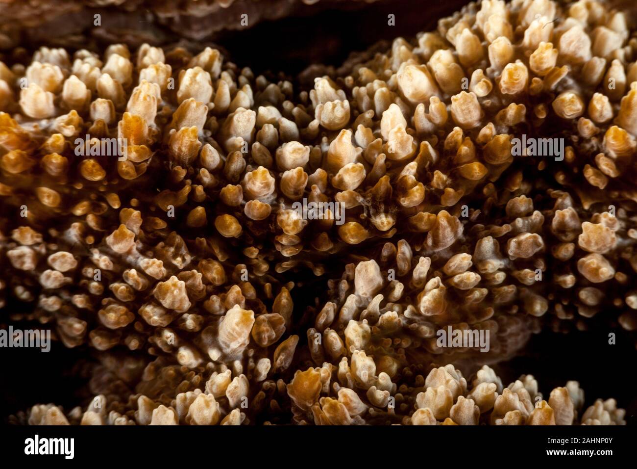 Coral reefs are built from stony corals, which in turn consist of ...