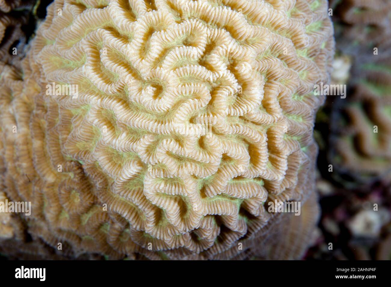 Coral reefs are built from stony corals, which in turn consist of ...