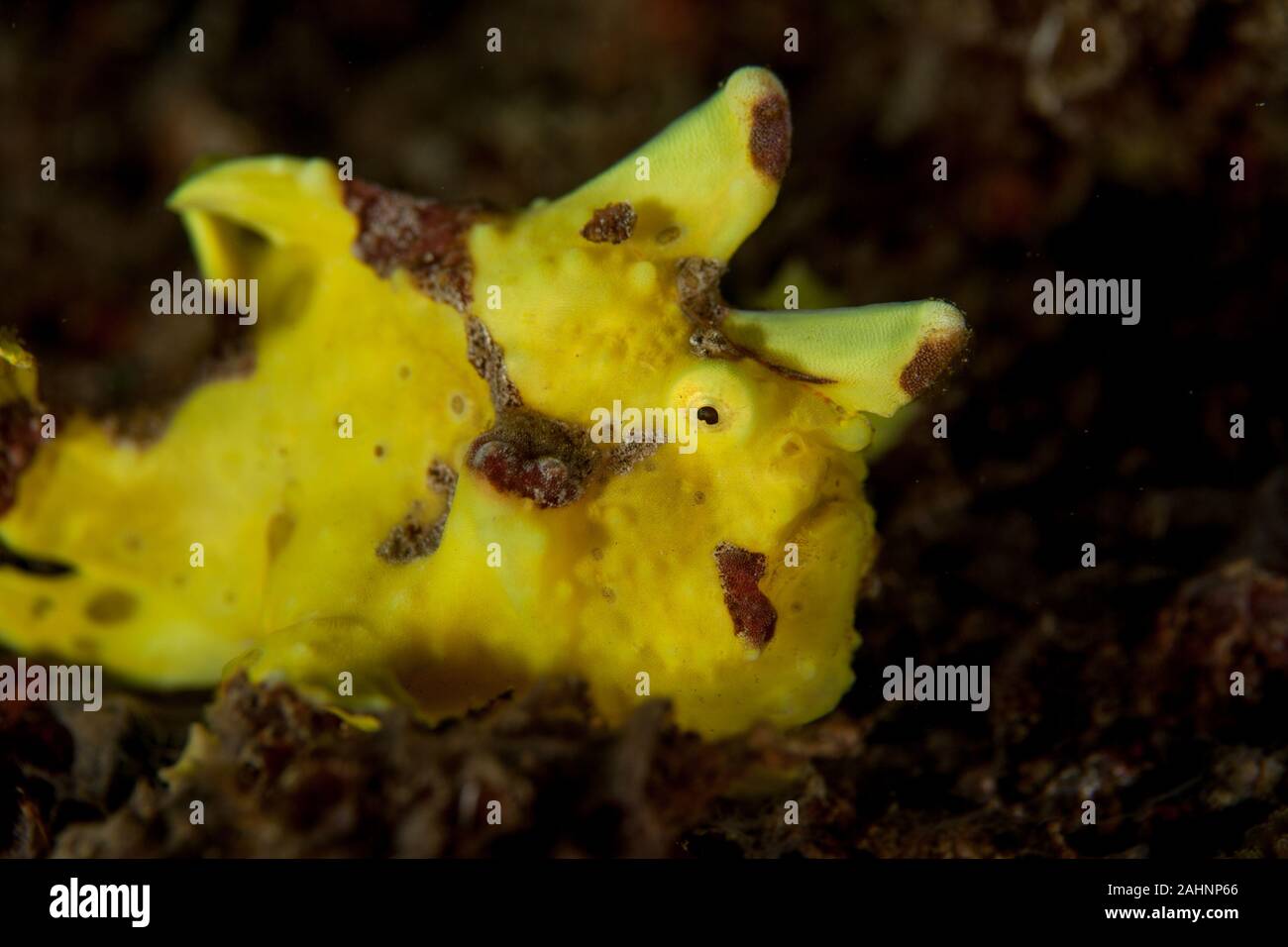 Yellow Warty frogfish (Clown frogfish) - Antennarius maculatus Stock ...