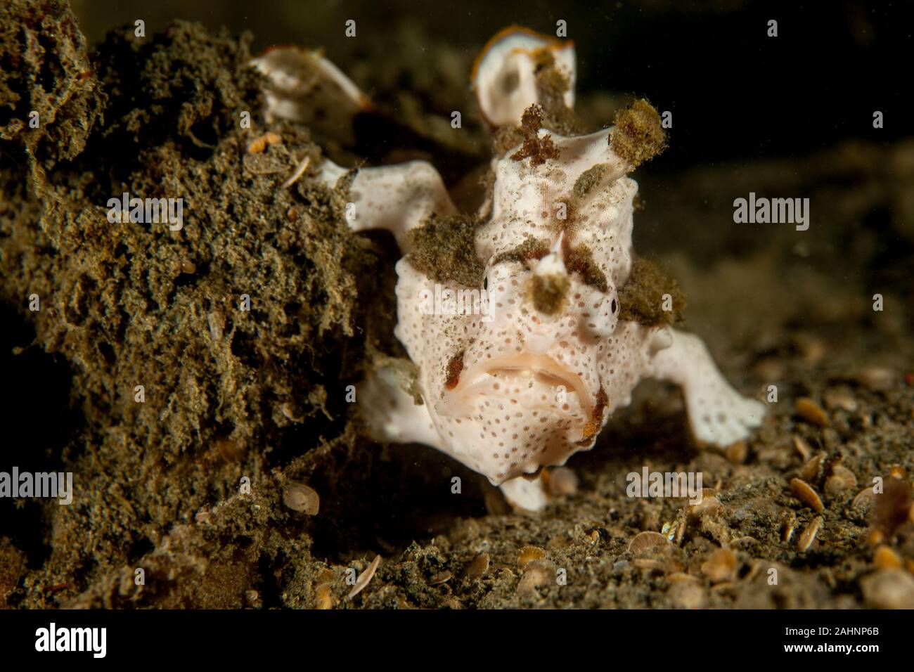 White Warty frogfish (Clown frogfish) - Antennarius maculatus Stock ...