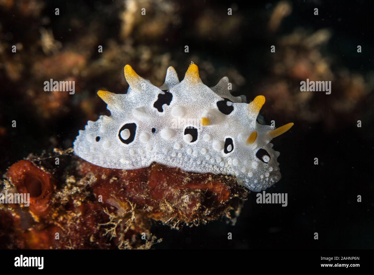Phyllidia, sea slug, a dorid nudibranch Stock Photo - Alamy
