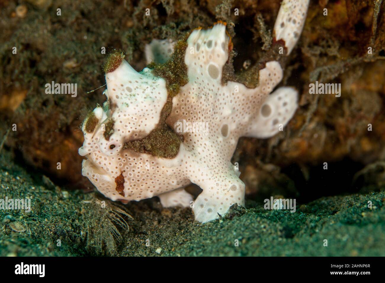 White Warty frogfish (Clown frogfish) - Antennarius maculatus Stock ...