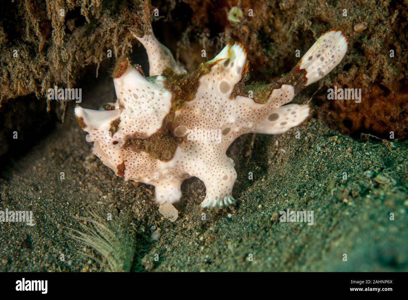 White Warty frogfish (Clown frogfish) - Antennarius maculatus Stock ...