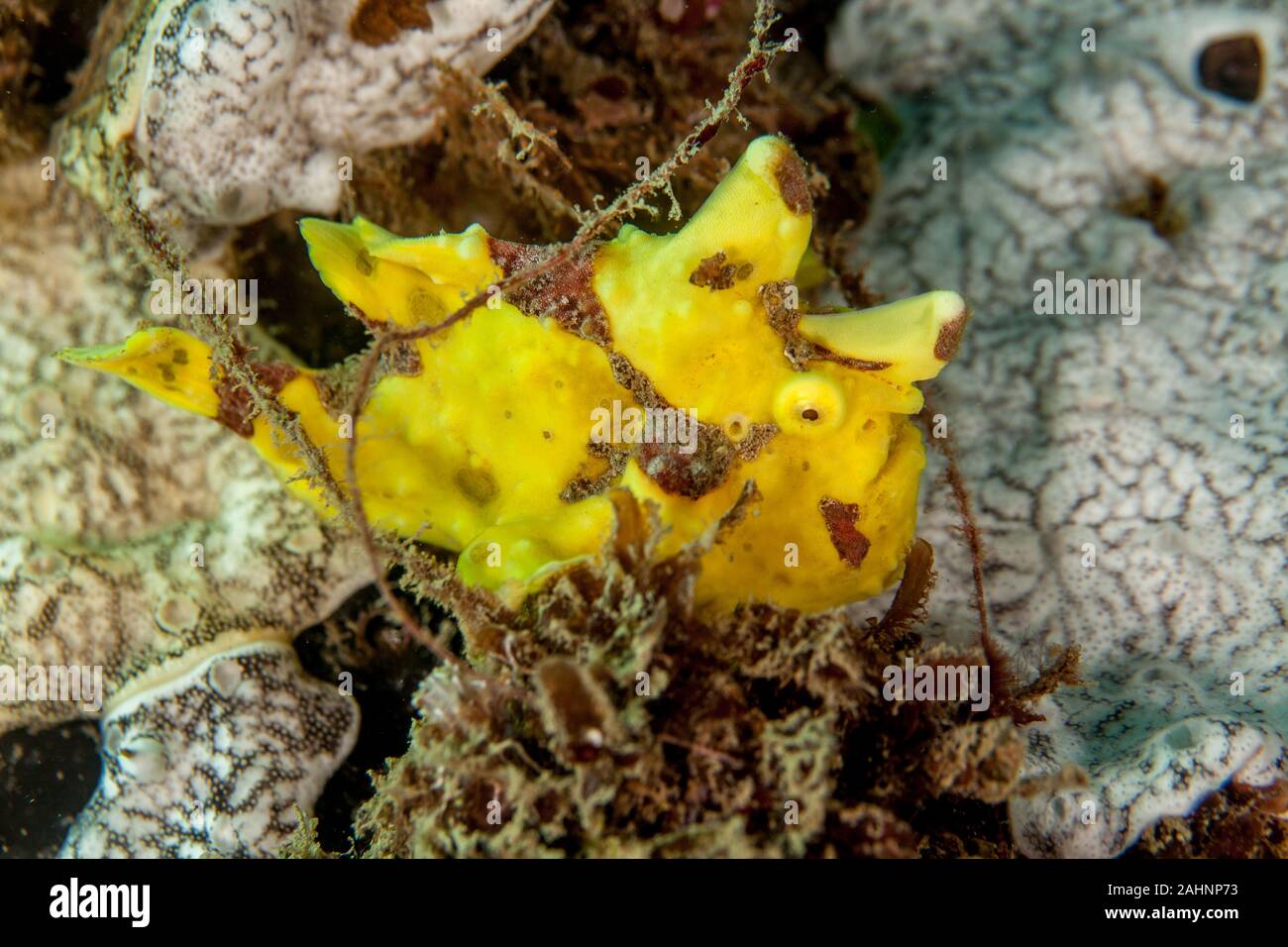 Yellow Warty frogfish (Clown frogfish) - Antennarius maculatus Stock ...