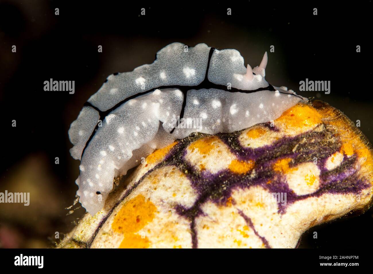 Phyllidiella, Phyllidia, sea slug, a dorid nudibranch Stock Photo - Alamy