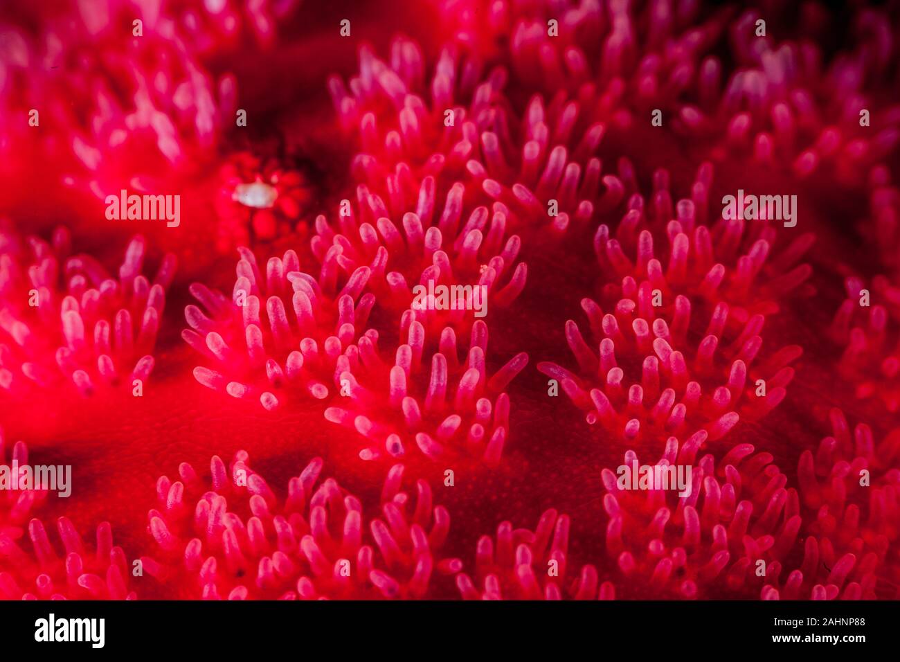 Coral reefs are built from stony corals, which in turn consist of ...
