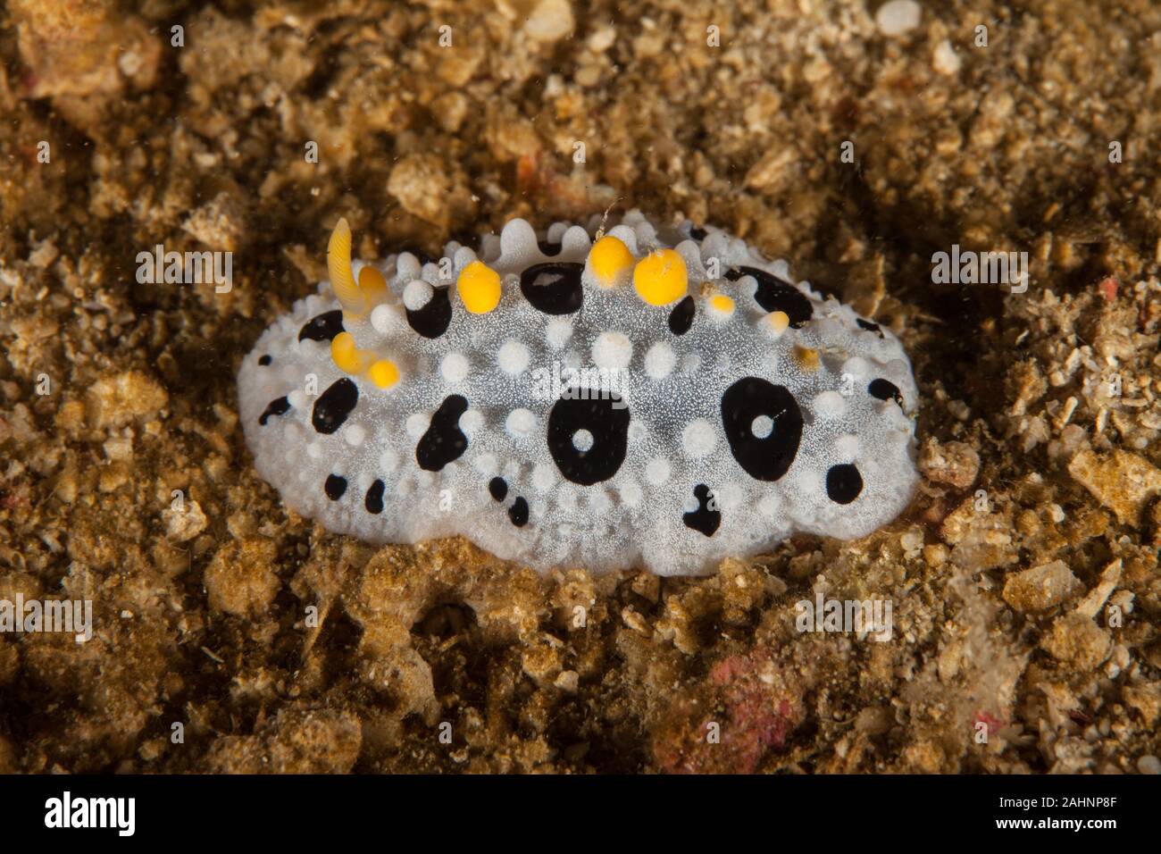 Varicose phyllidia nudibranch hi-res stock photography and images - Alamy