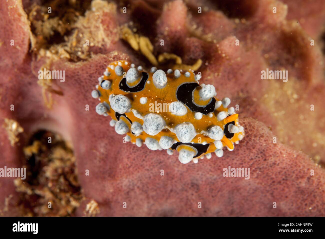 Phyllidia ocellata, sea slug, a dorid nudibranch Stock Photo - Alamy