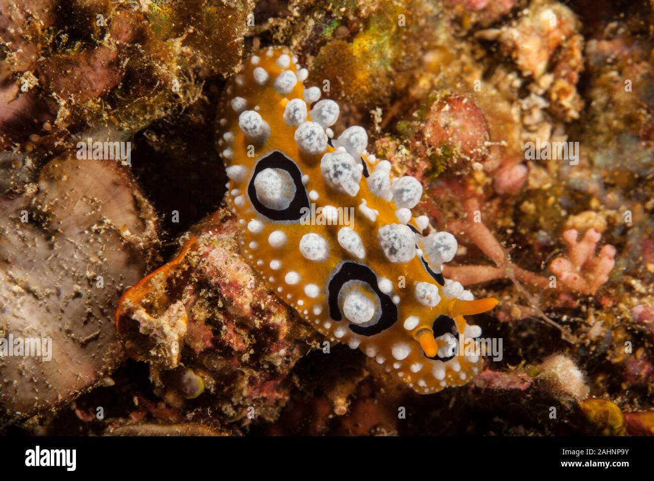 Phyllidia ocellata, sea slug, a dorid nudibranch Stock Photo - Alamy