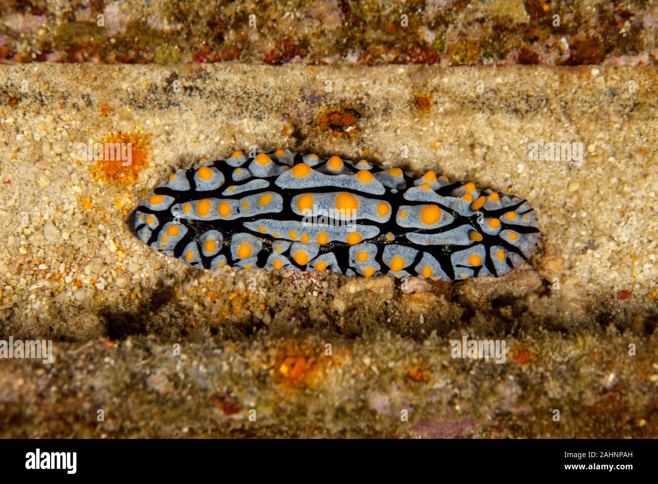 Varicose phyllidia nudibranch hi-res stock photography and images - Alamy