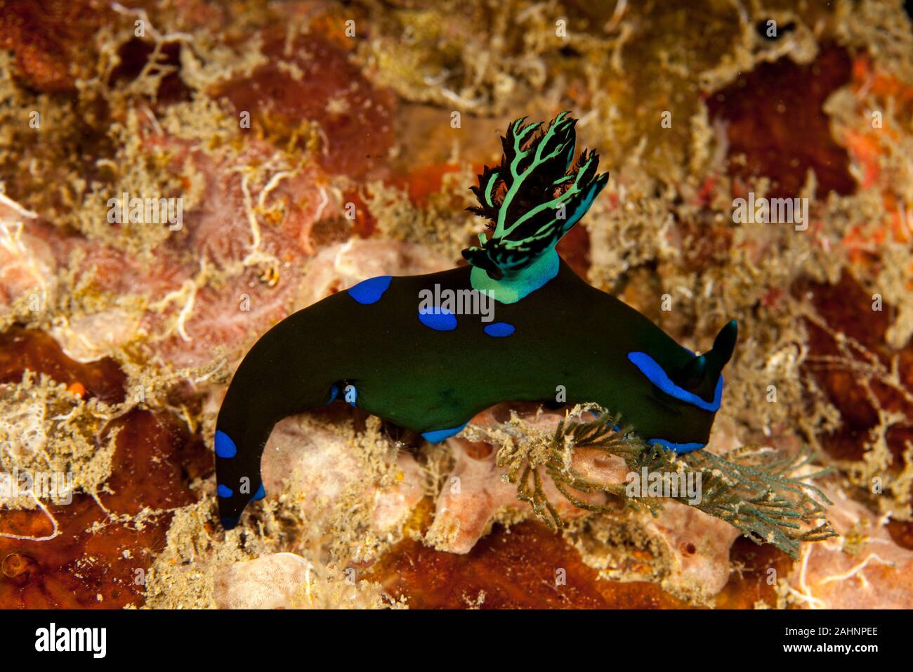 Tambja morosa hi-res stock photography and images - Alamy