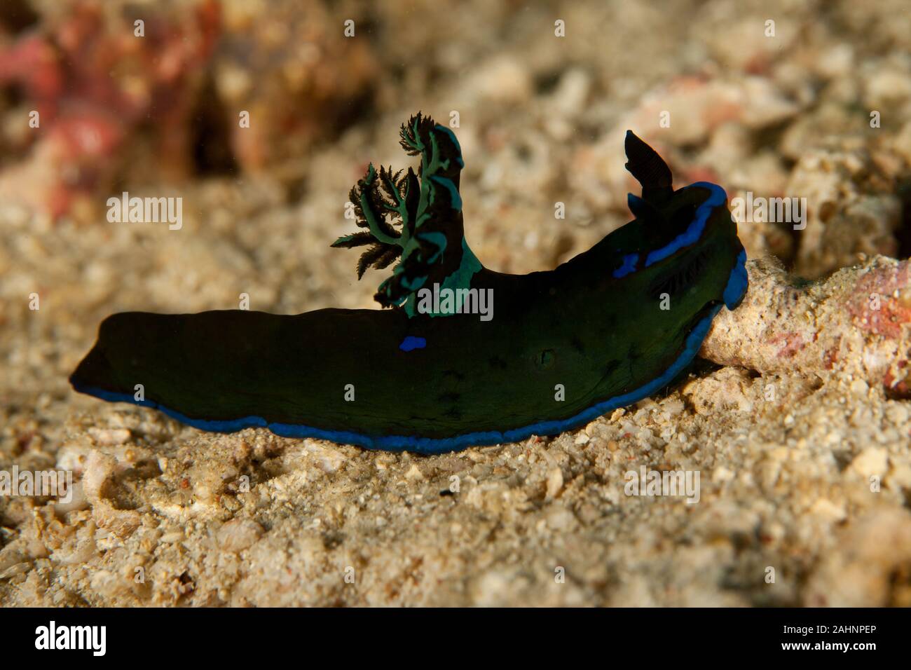 Tambja morosa hi-res stock photography and images - Alamy