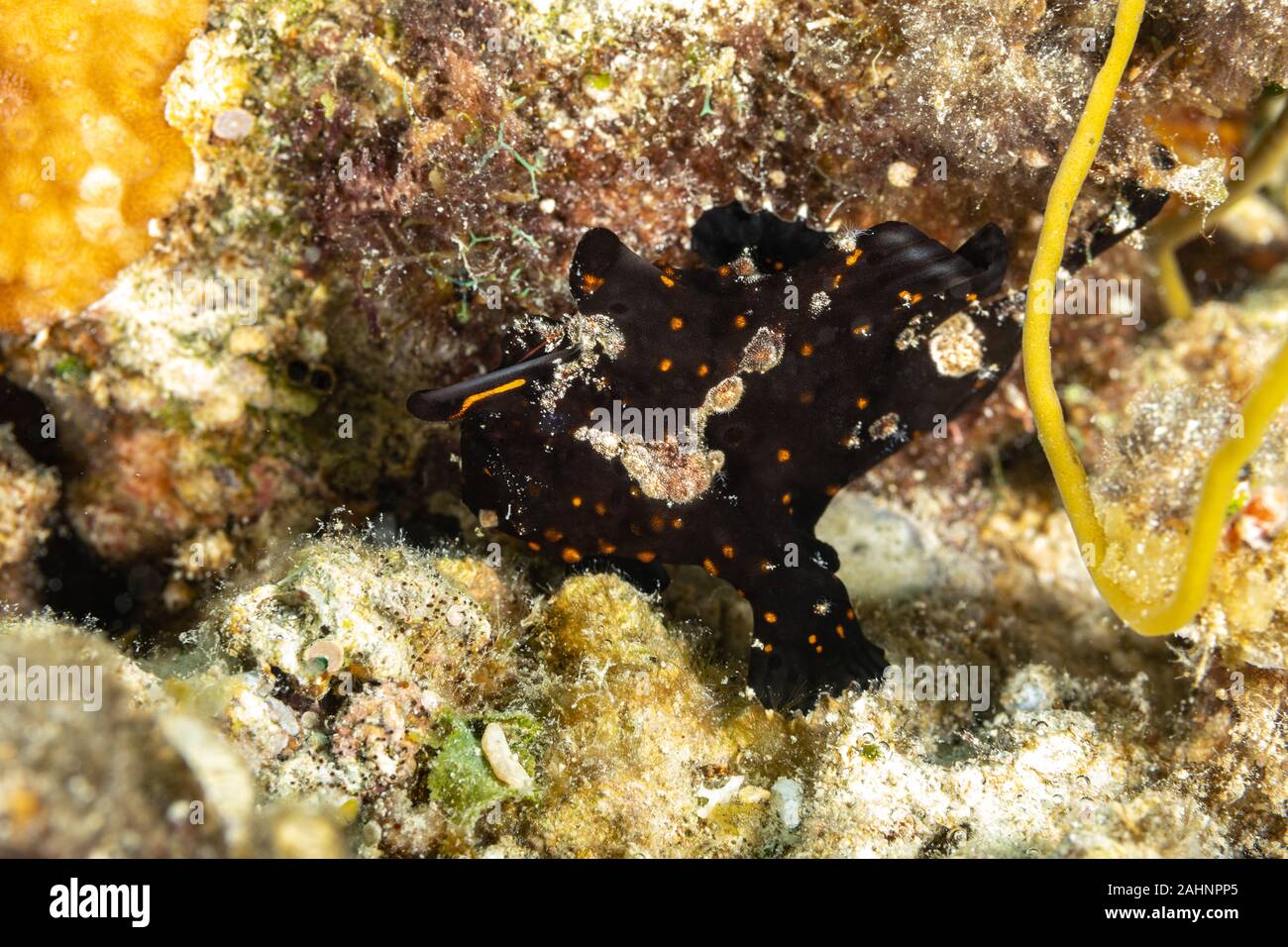 The painted frogfish or spotted frogfish, Antennarius pictus, is a ...
