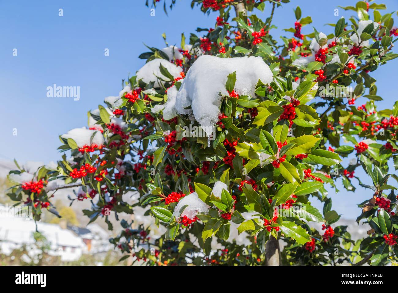 Holly bush covered in snow hi-res stock photography and images - Alamy