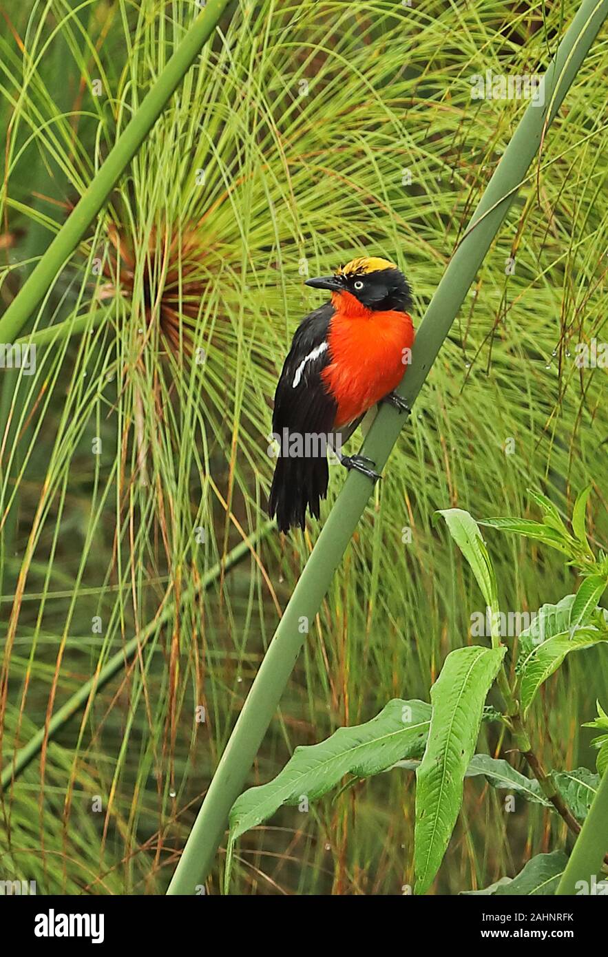 Papyrus gonolek hi-res stock photography and images - Alamy