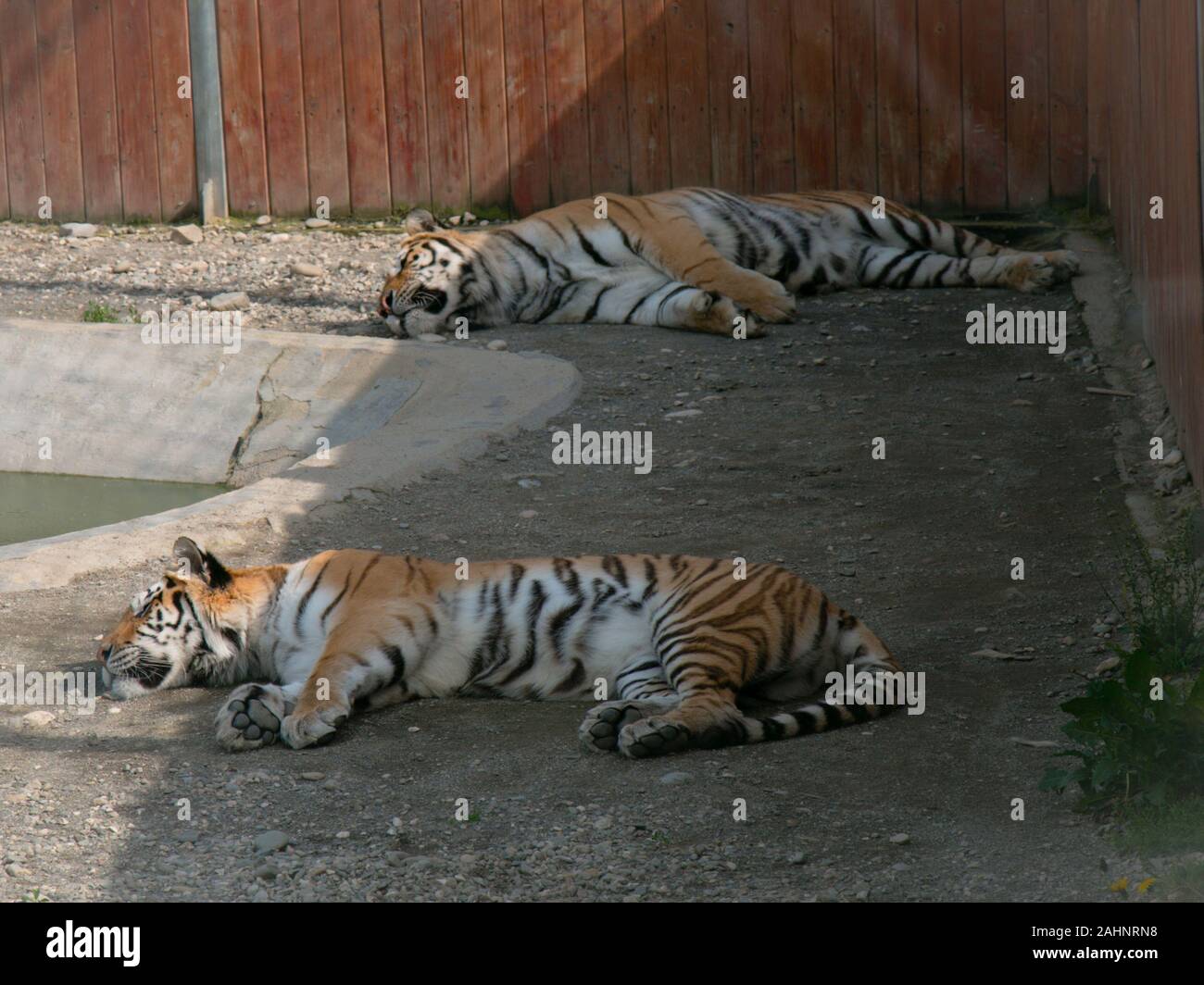 Two bengal tiger resting on the ground Stock Photo - Alamy