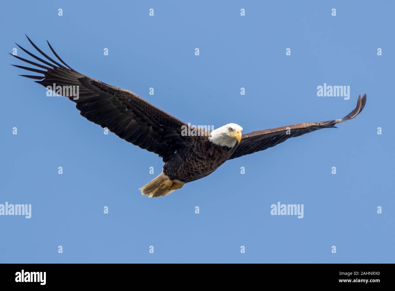 Bald Eagle Flying Stock Photo - Alamy