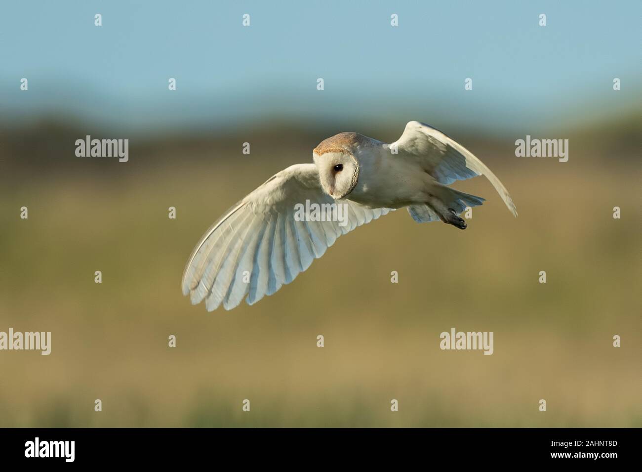 Barn Owl Flying Stock Photo - Alamy