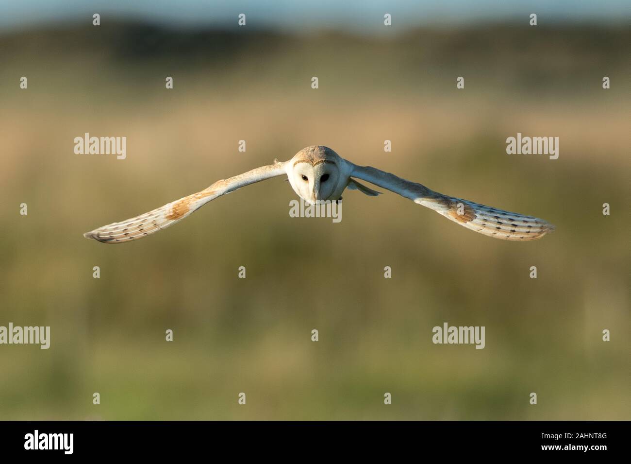 Barn Owl Flying Stock Photo - Alamy