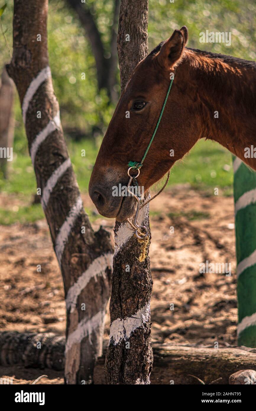 Horse tied to a tree 7 Stock Photo - Alamy