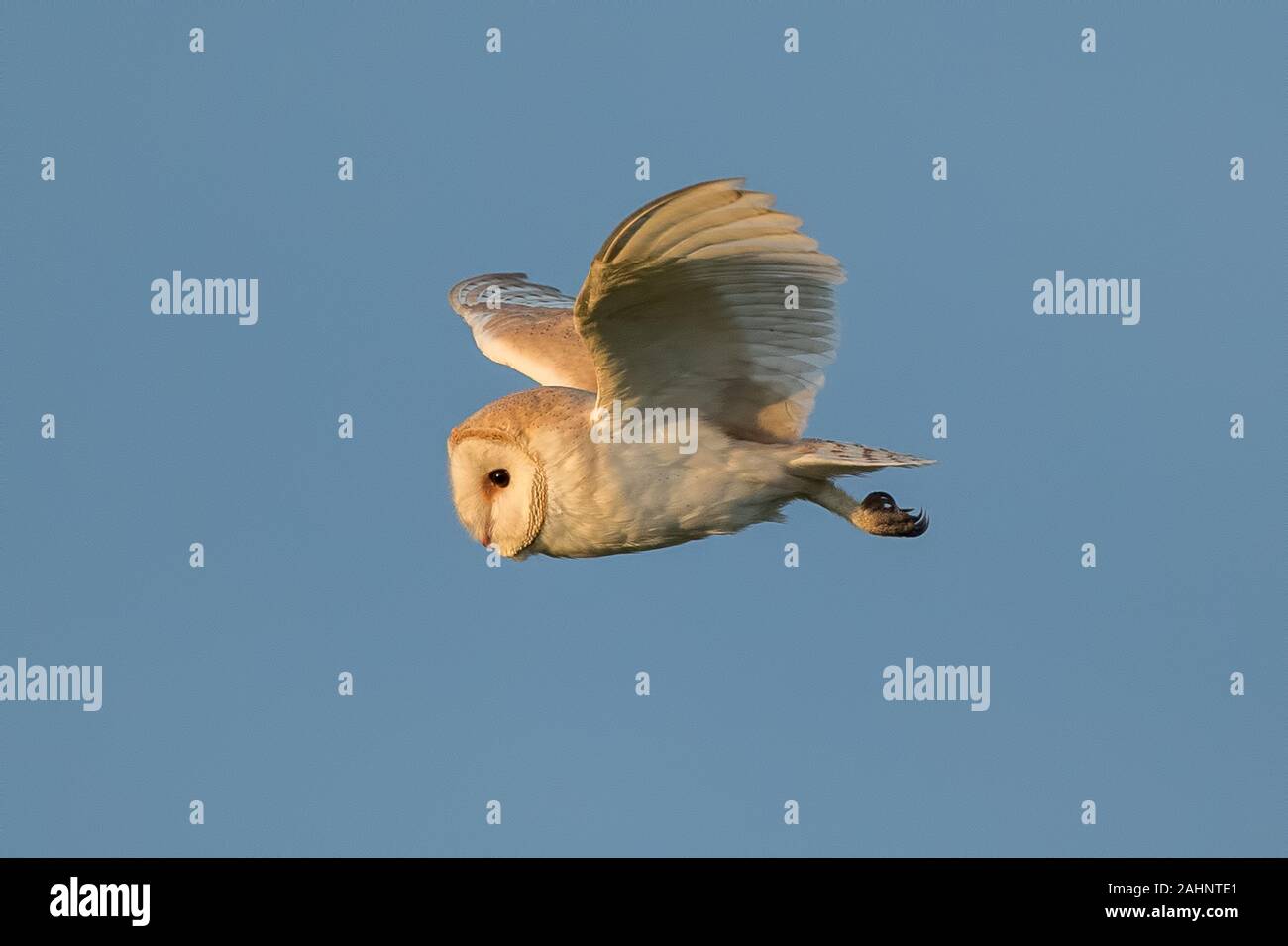 Barn Owl Flying Stock Photo - Alamy