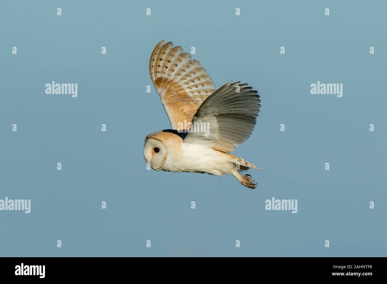 Barn Owl Flying Stock Photo - Alamy