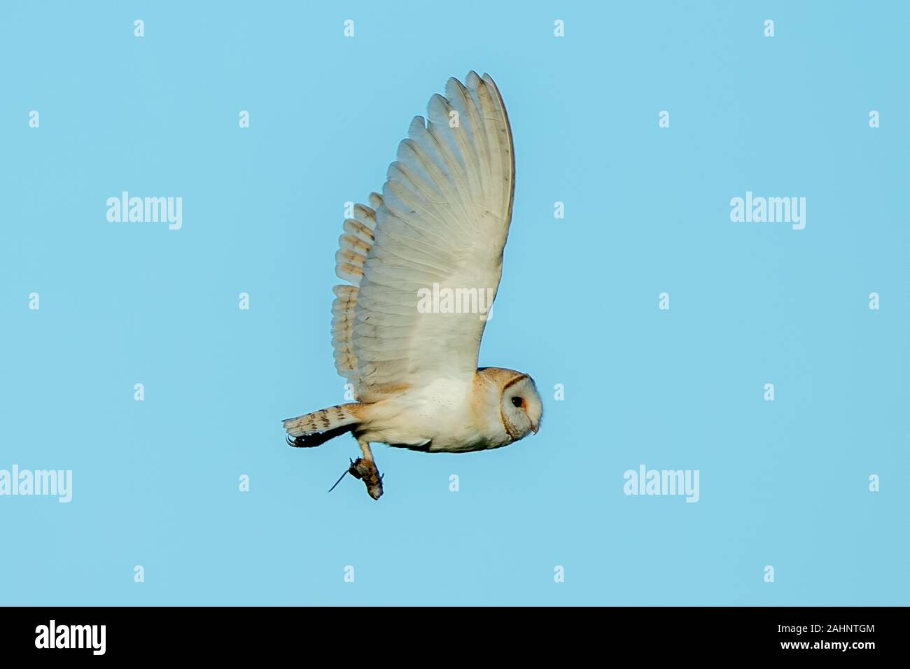 Barn Owl Flying Stock Photo - Alamy