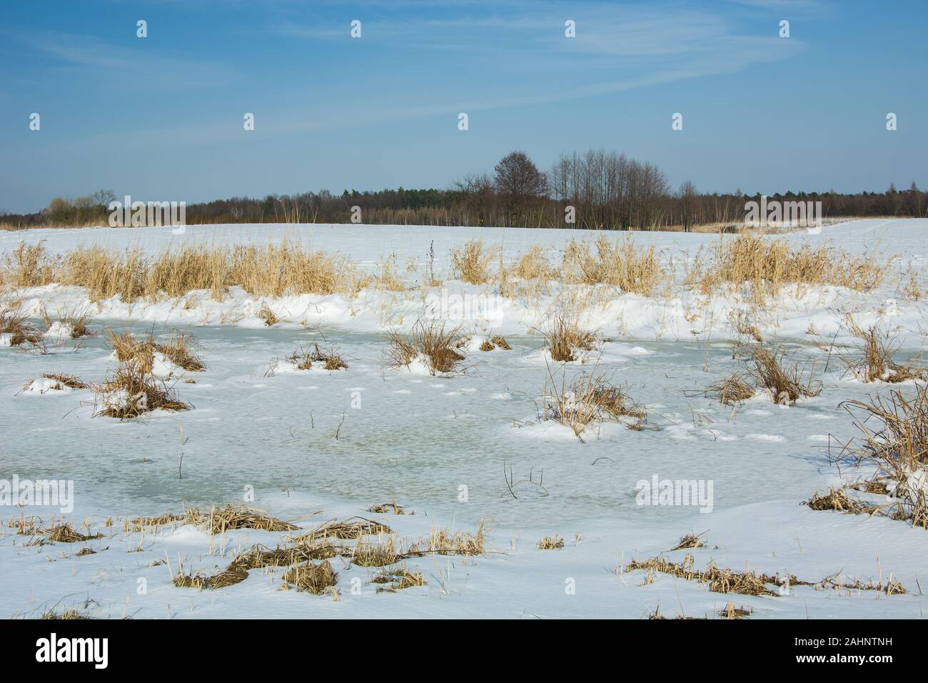 Frozen wetlands and forest, horizon and sky Stock Photo - Alamy
