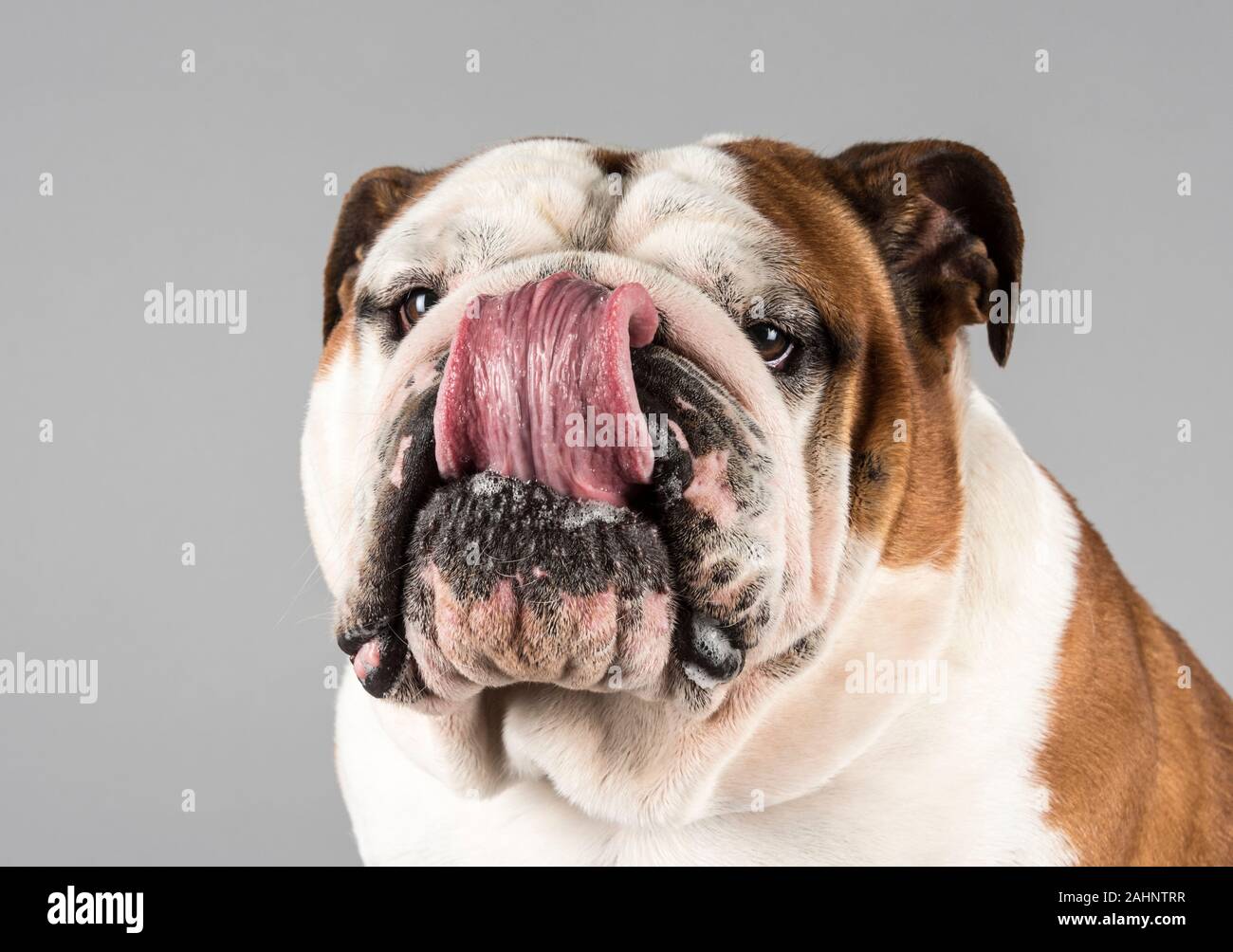 British bulldog 2 years old, male, UK Stock Photo - Alamy