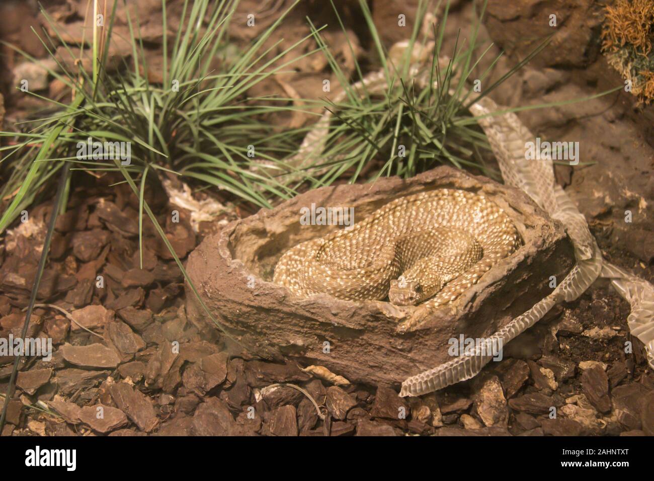 Snake resting on the ground Stock Photo - Alamy