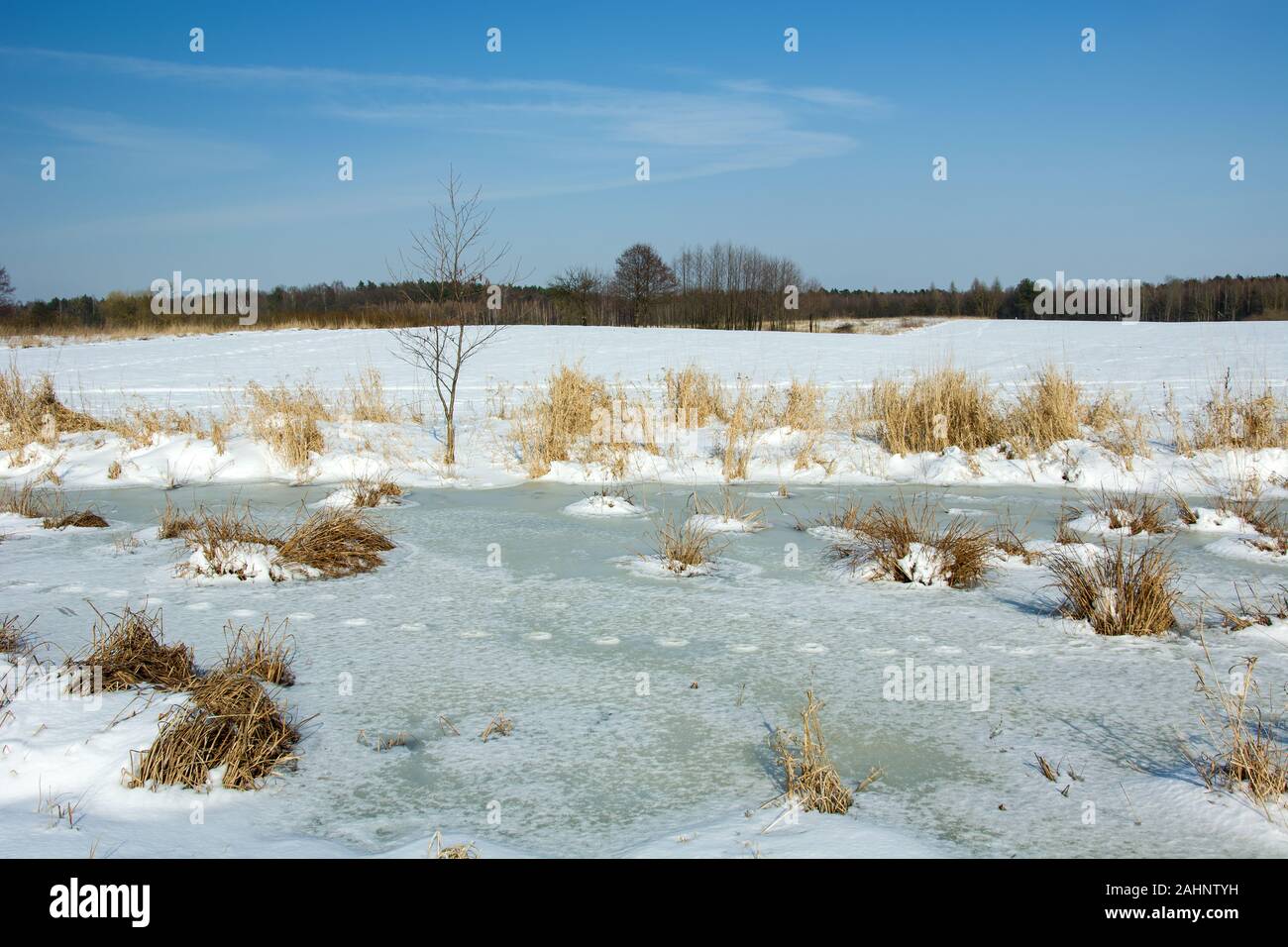 Frozen swamp in winter, horizon and sky Stock Photo - Alamy