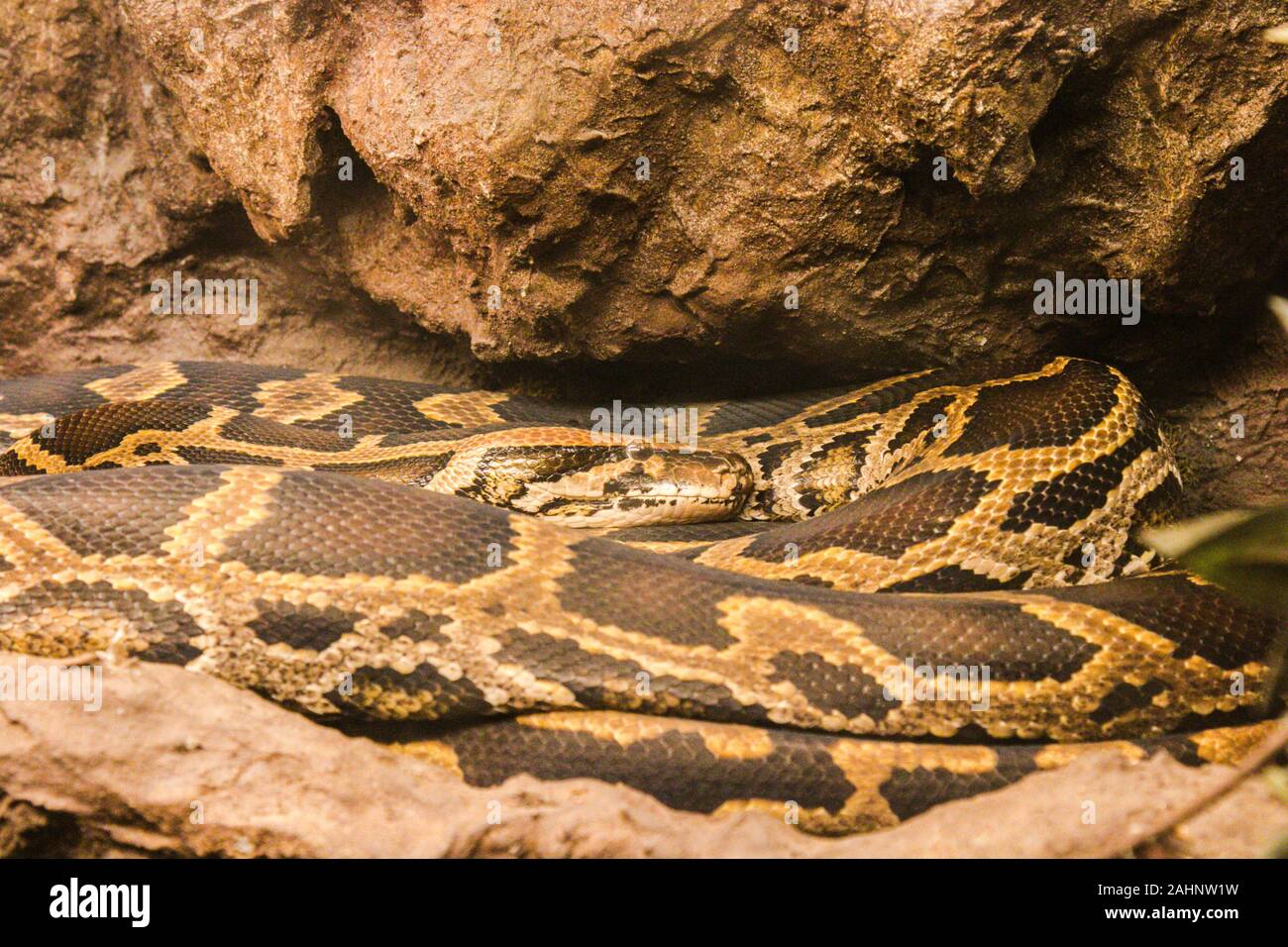 Snake resting on the ground Stock Photo - Alamy