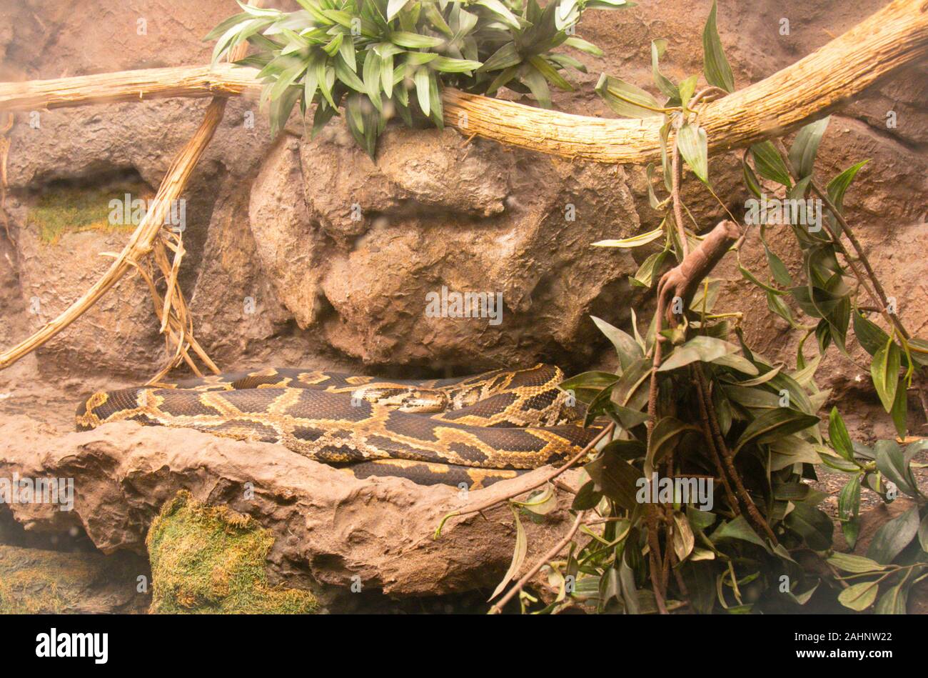 Snake resting on the ground Stock Photo - Alamy