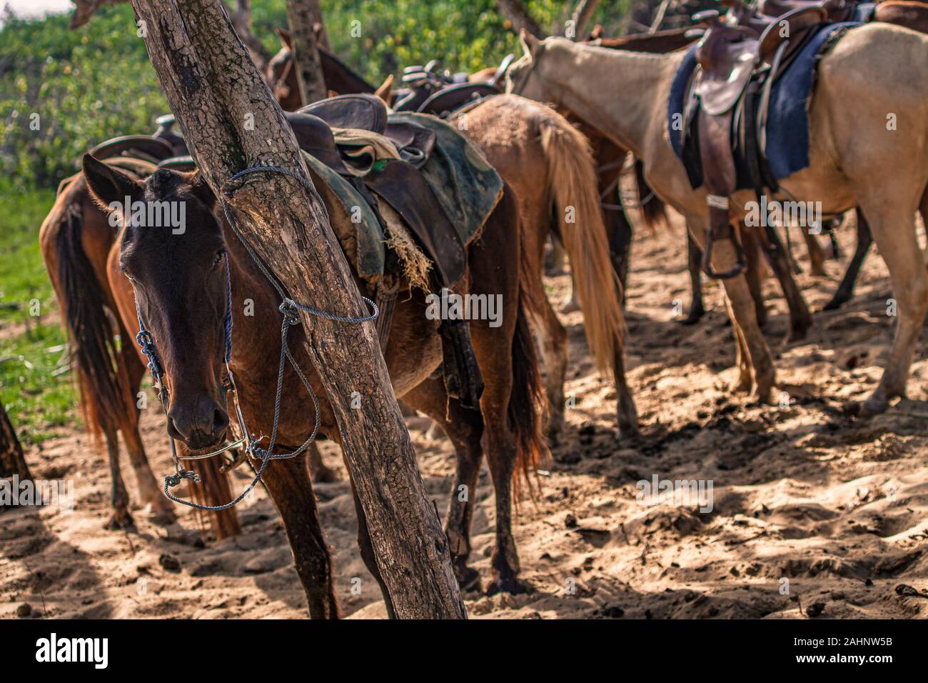 Horses tied to a tree 2 Stock Photo - Alamy